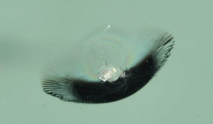 Types of Windshield Cracks and When Should you Replace One