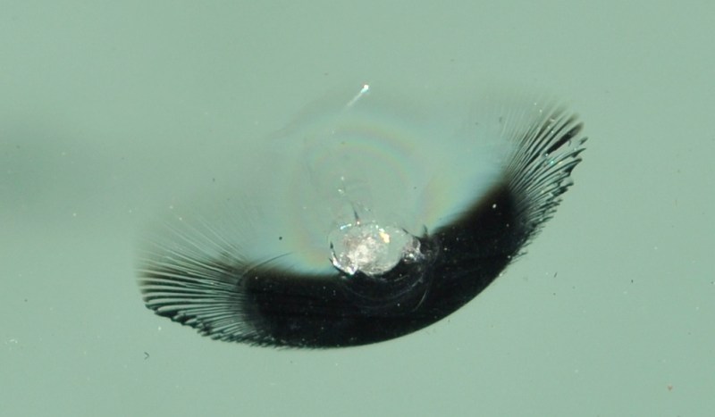 Types of Windshield Cracks and When Should you Replace One